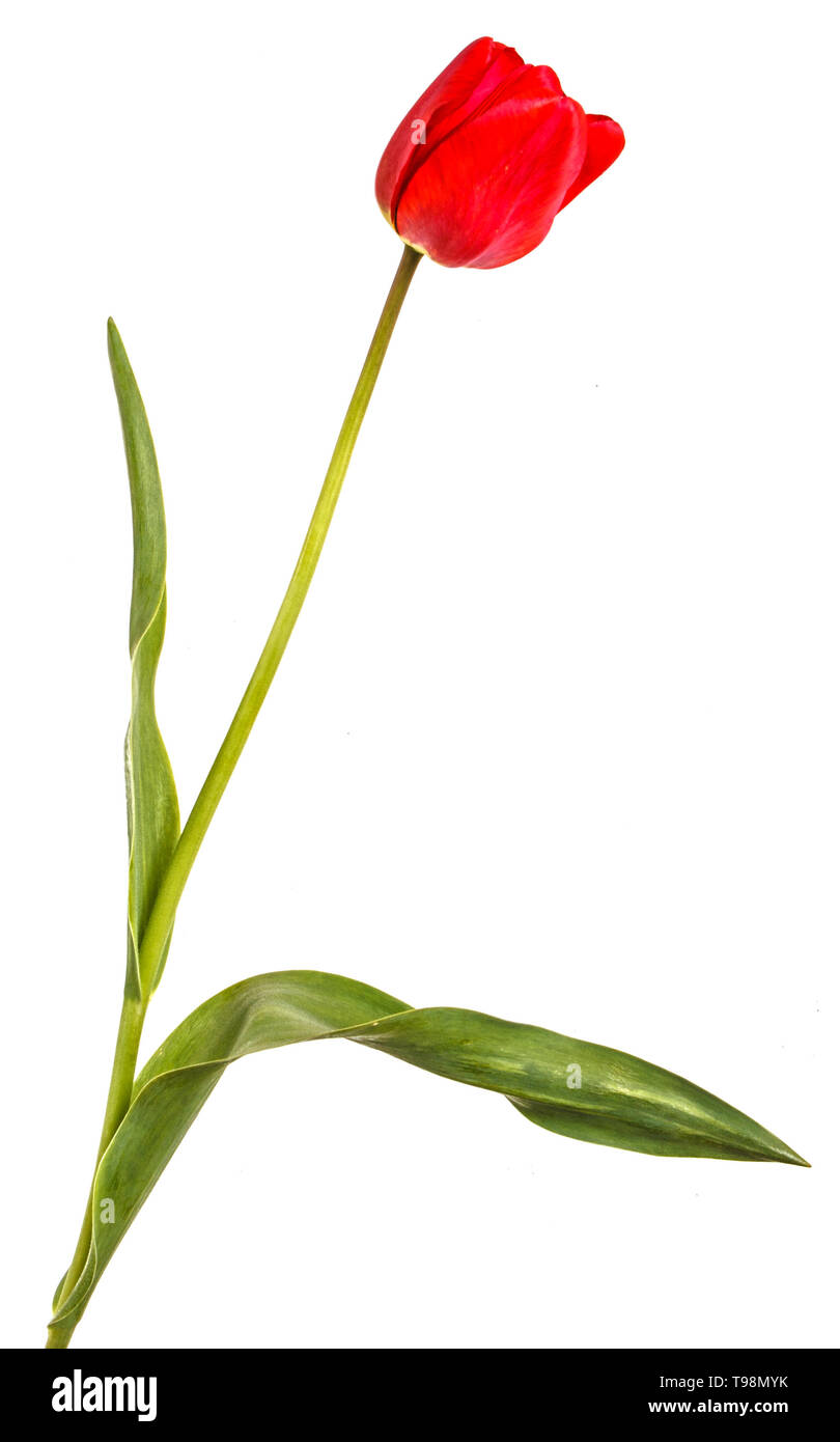 One red tulip. Isolated on white background Stock Photo - Alamy