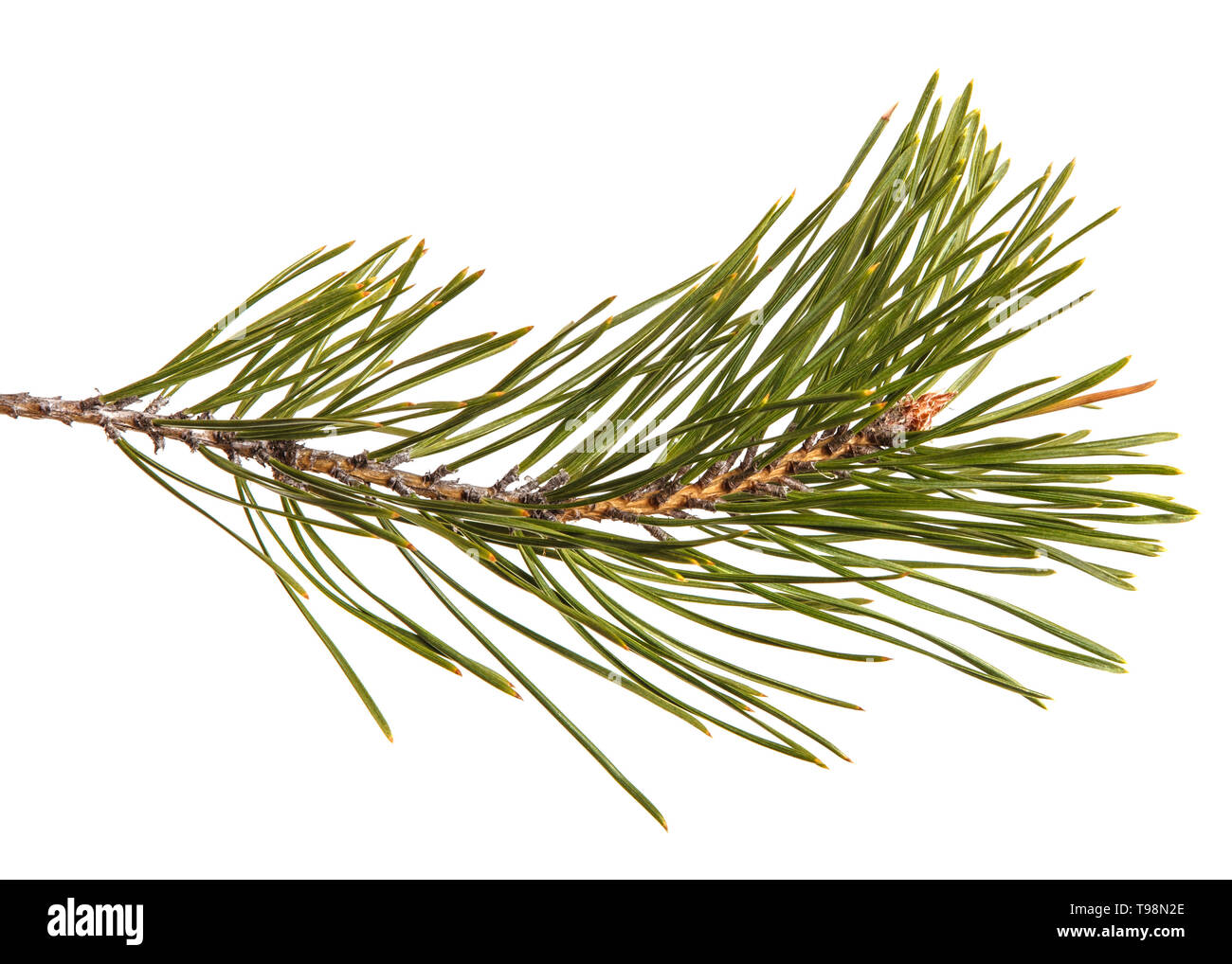 A branch of a pine tree. Isolated on white background Stock Photo - Alamy
