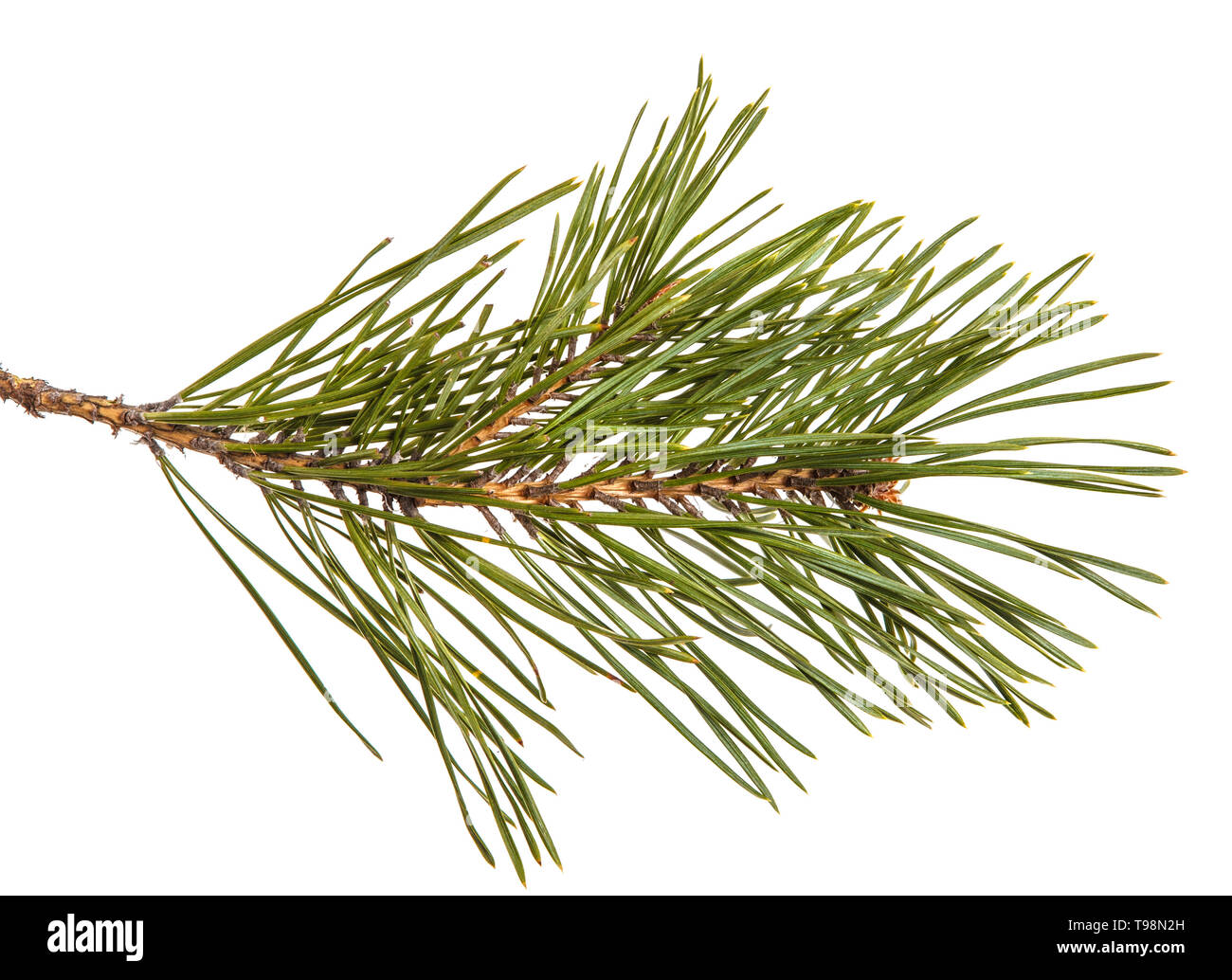 A branch of a pine tree. Isolated on white background Stock Photo - Alamy