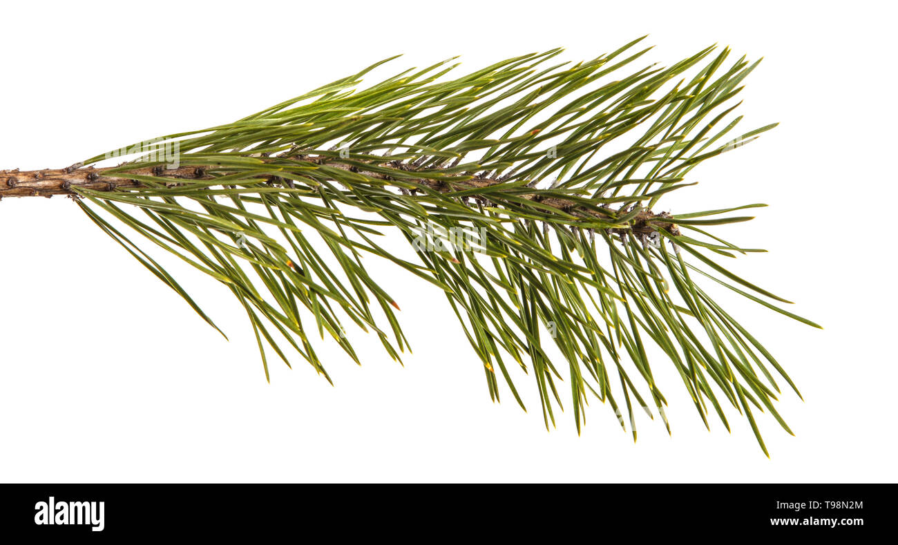 A branch of a pine tree. Isolated on white background Stock Photo - Alamy