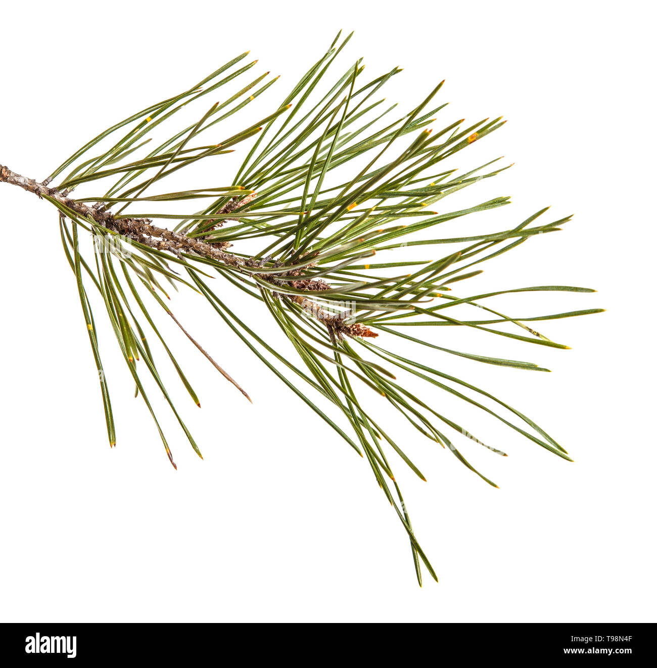 A branch of a pine tree. Isolated on white background Stock Photo - Alamy