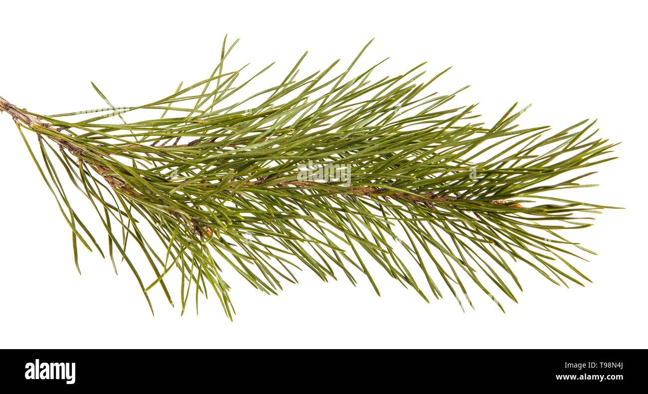 A branch of a pine tree. Isolated on white background Stock Photo - Alamy