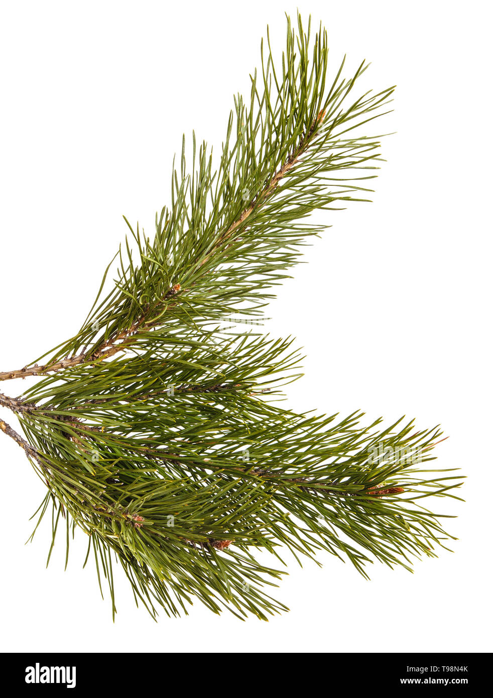 A branch of a pine tree. Isolated on white background Stock Photo - Alamy