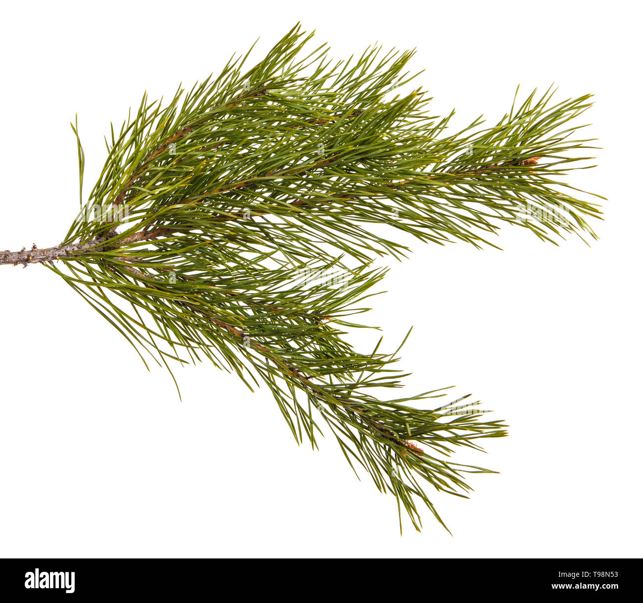 A branch of a pine tree. Isolated on white background Stock Photo - Alamy