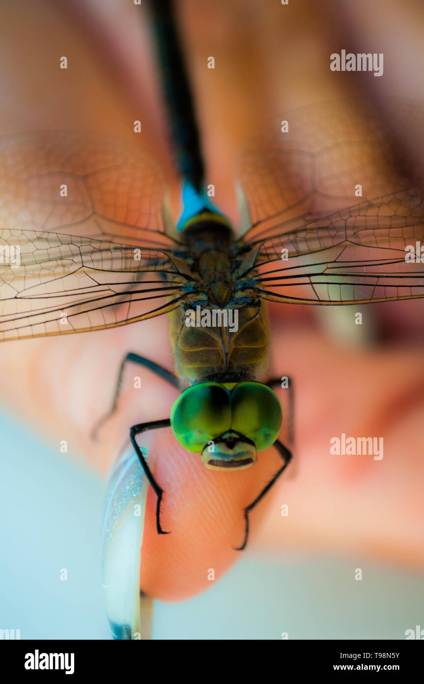 dragonfly sitting on a hand Stock Photo - Alamy