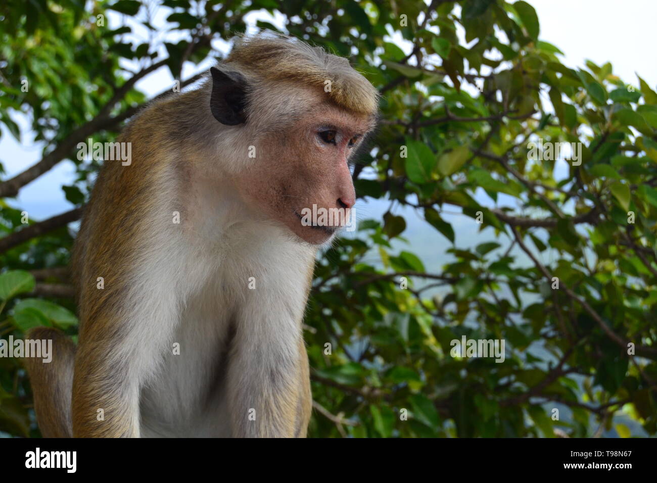 Free Monkeys High Resolution Stock Photography and Images - Alamy
