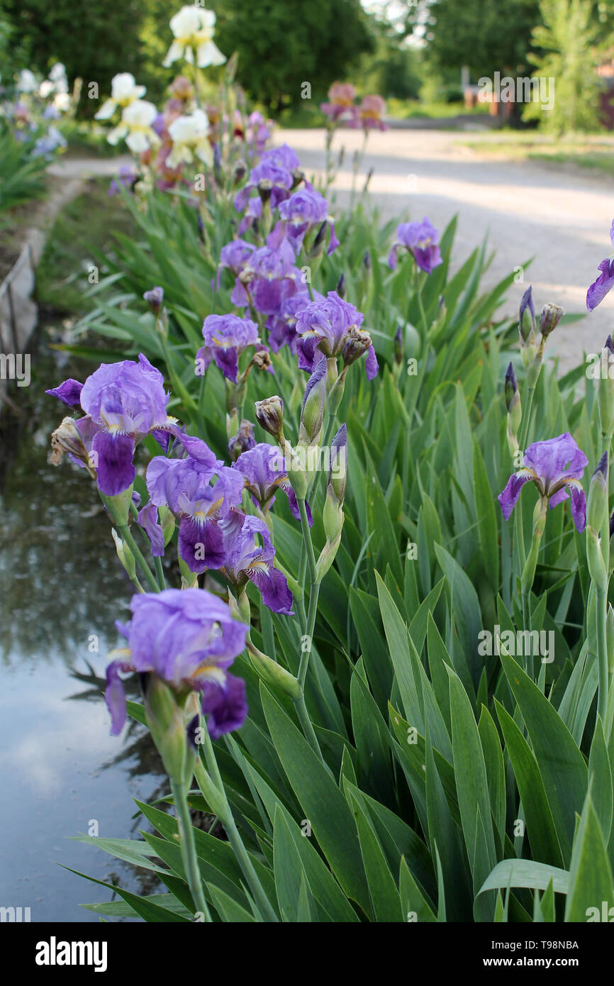 The iris flower. Beautiful purple flower in bloom on a crisp spring ...