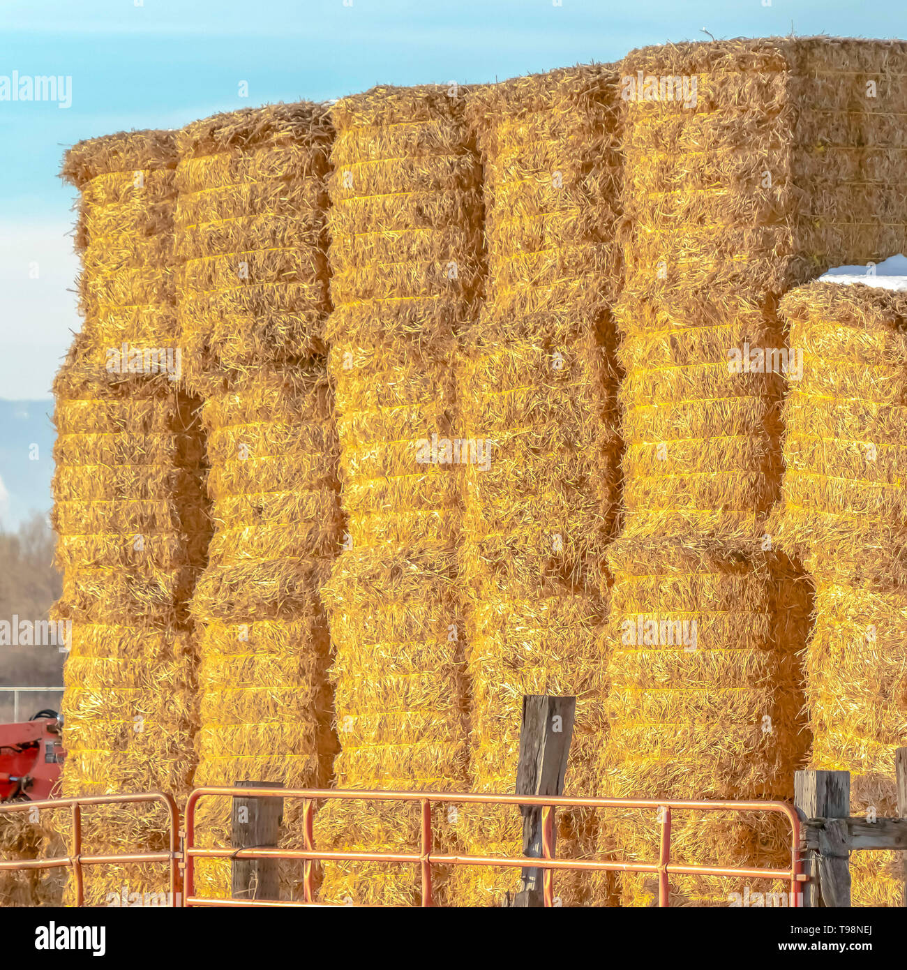 Bale eagle hi-res stock photography and images - Alamy