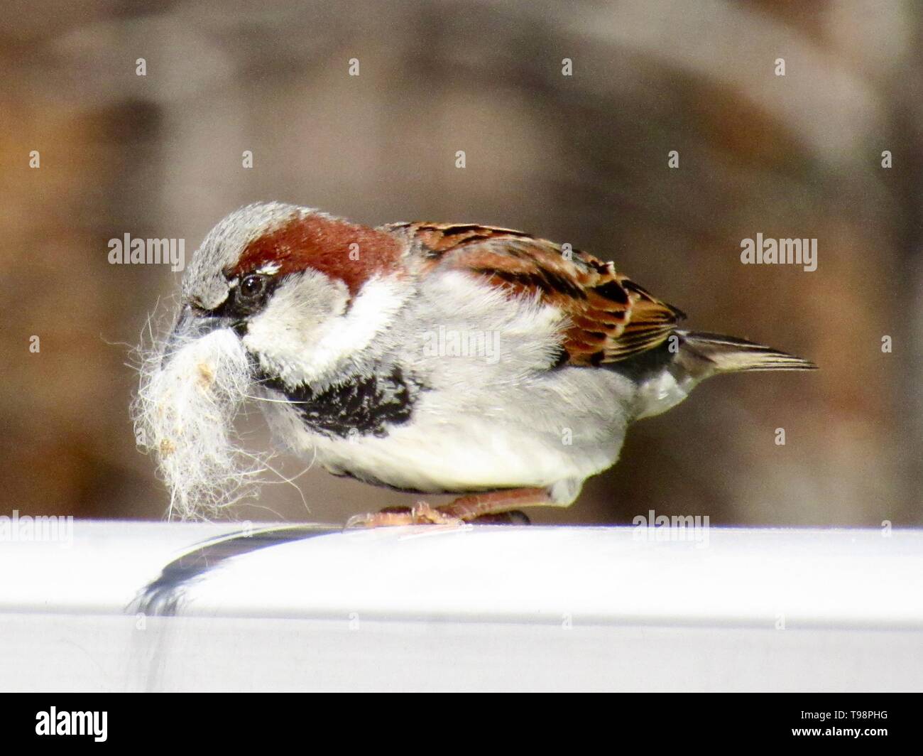 Fluffy finch hi-res stock photography and images - Alamy