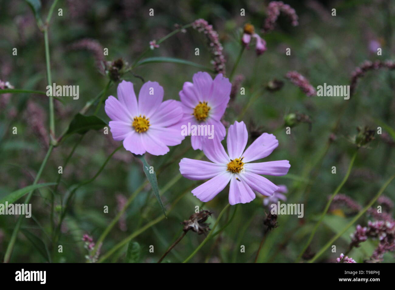 Pink yellow flowers buds hi-res stock photography and images - Alamy
