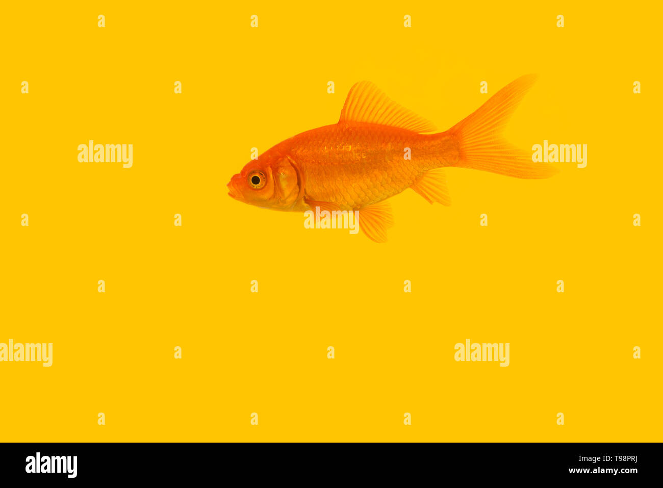 Single orange goldfish swimming on a yellow background seen from the ...