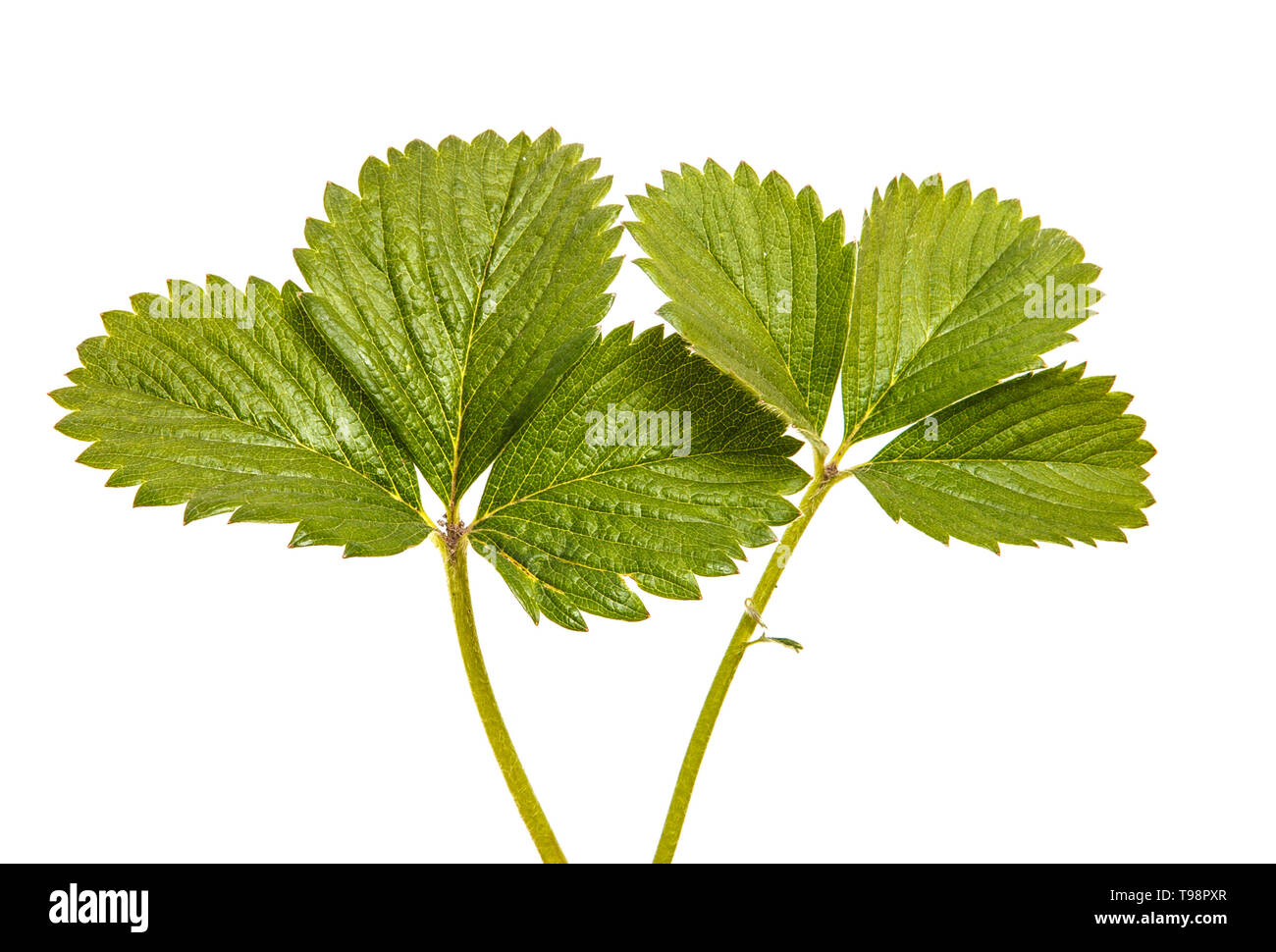Green strawberry leaves isolated on white background Stock Photo - Alamy