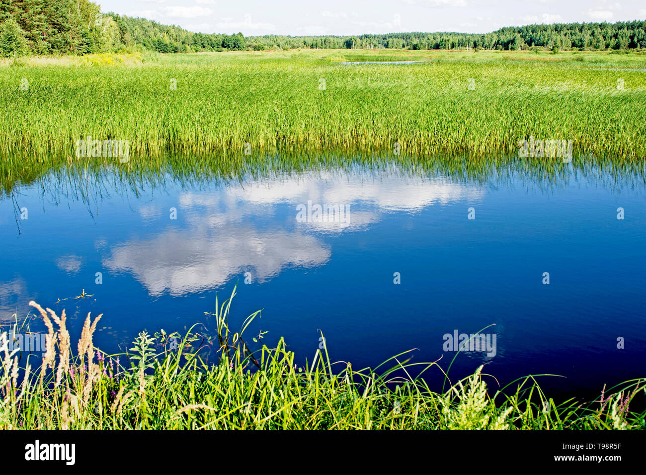 Summer desert landscape with swampy terrain and picturesque reflection ...