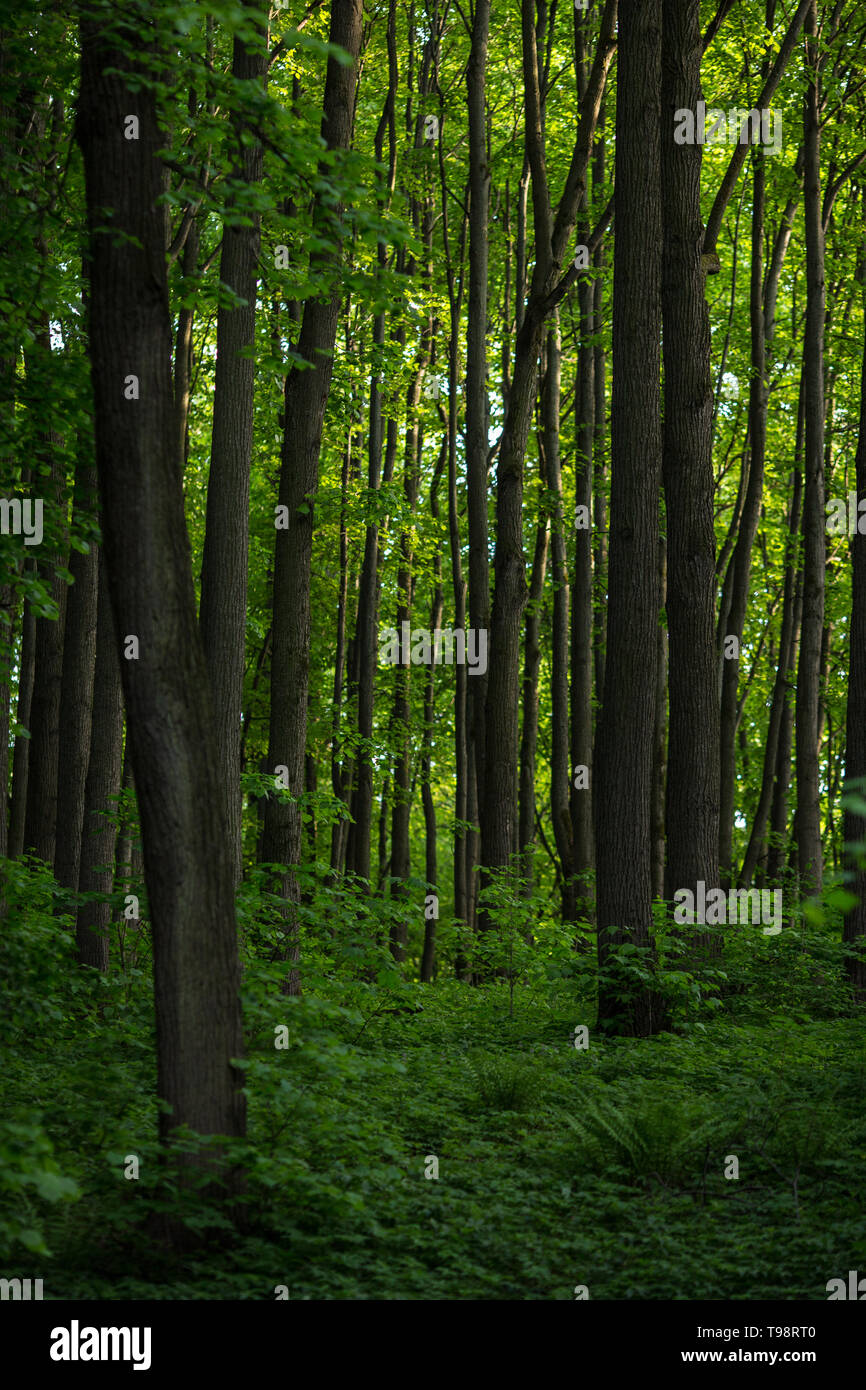 Full frame photo of golden hour forest Stock Photo - Alamy