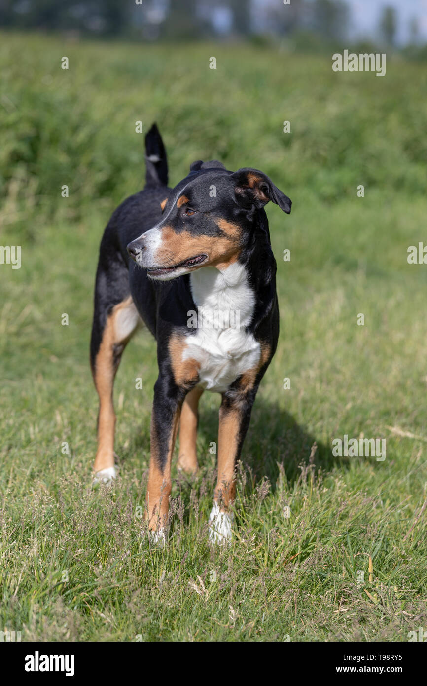 Appenzeller Sennenhund. The dog is standing in the park in spring ...