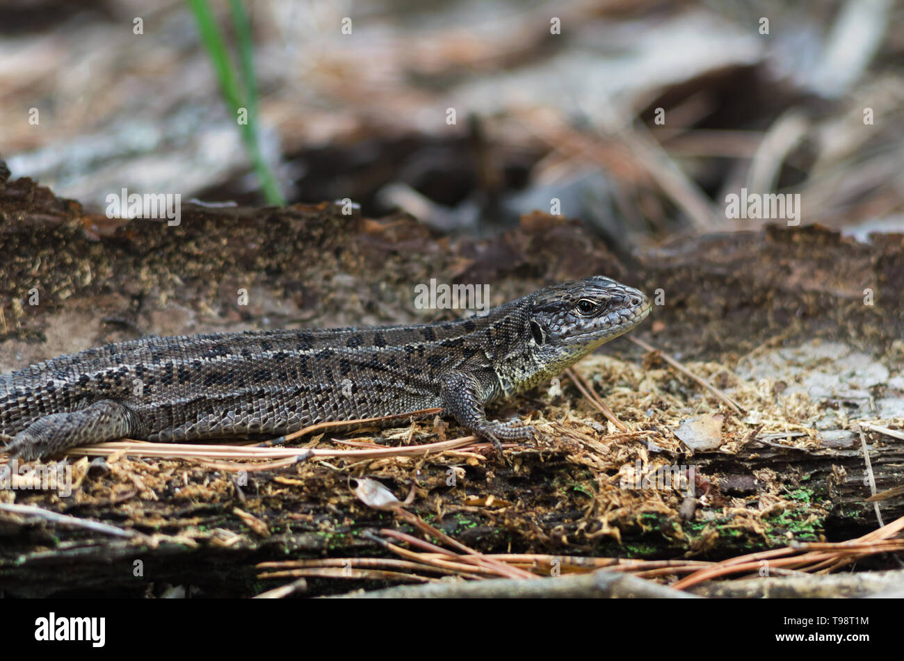 Gray lizard in nature hi-res stock photography and images - Alamy