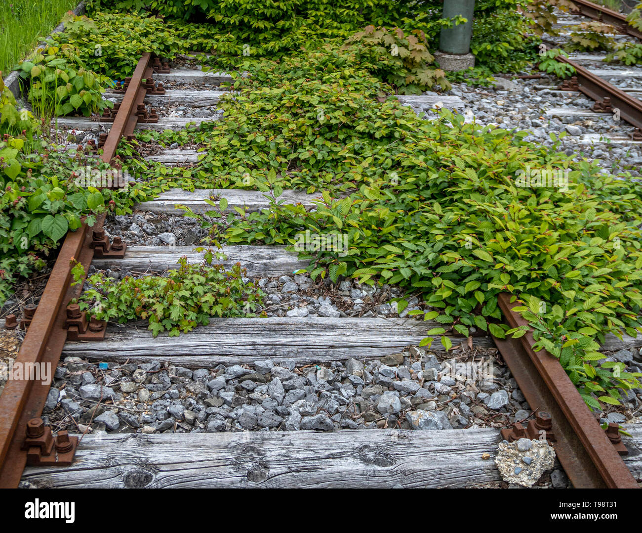 Overgrown rails of a disused railway line, Munich, Bavaria, Germany ...