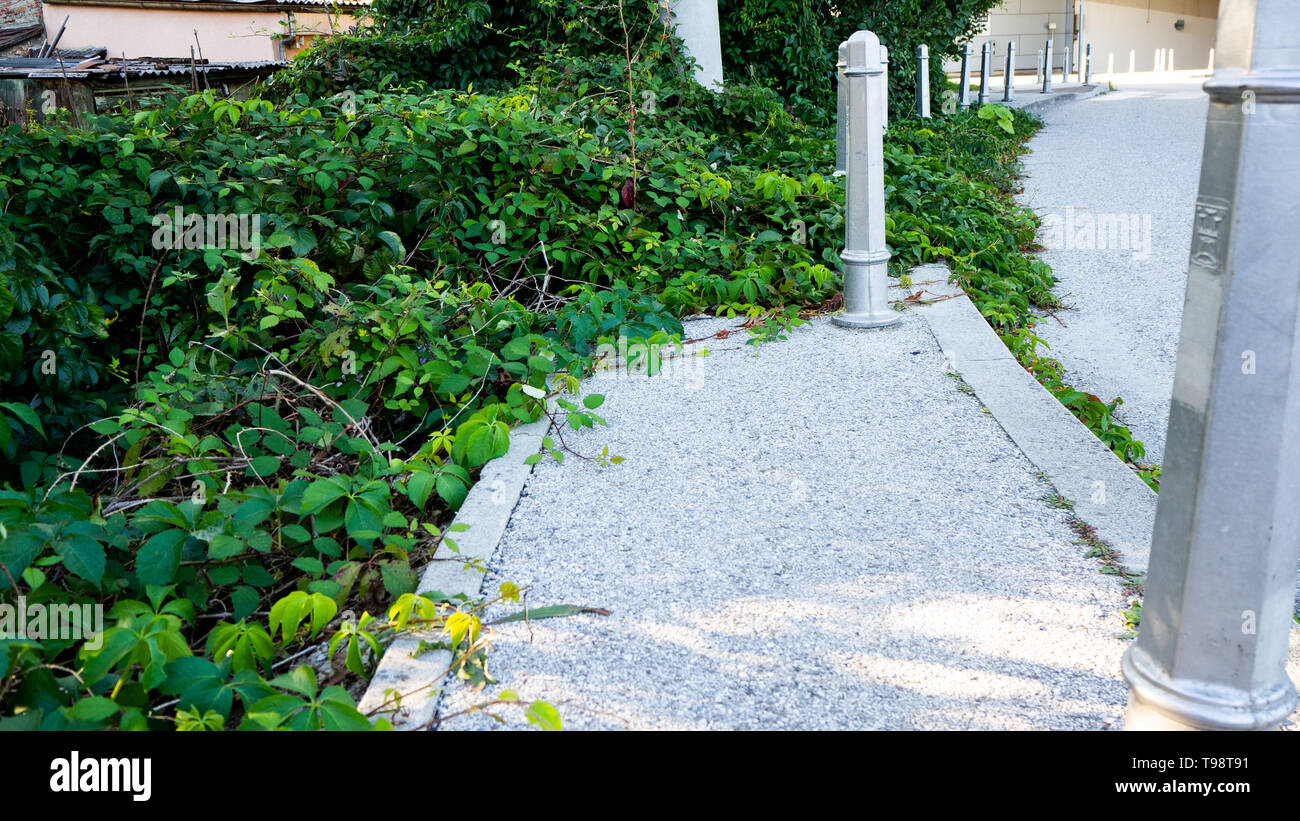 Green plants overgrowing the pavement Stock Photo - Alamy