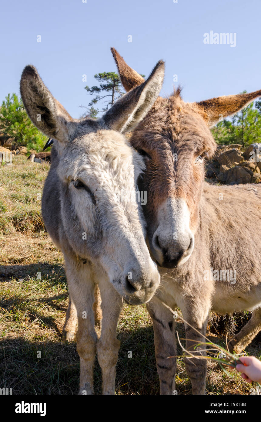 donkey on a meadow in Praglia plateau in Liguria in Italy Stock Photo ...