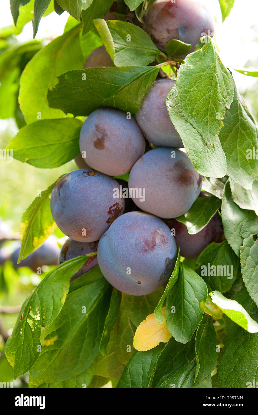 Close up of the plums ripe on branch. Ripe plums on a tree branch in ...