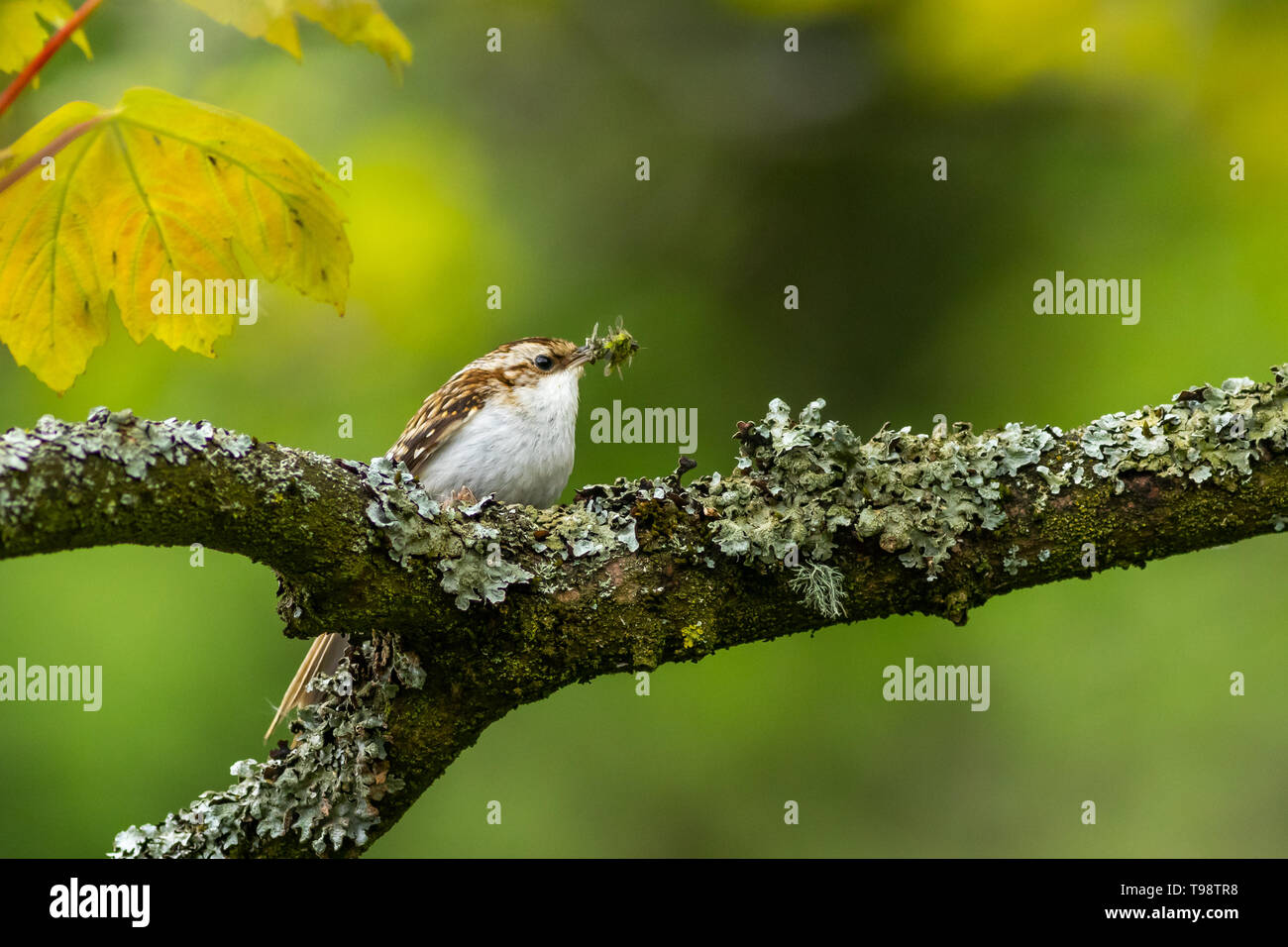Eurasian treecreeper bird uk hi-res stock photography and images - Alamy