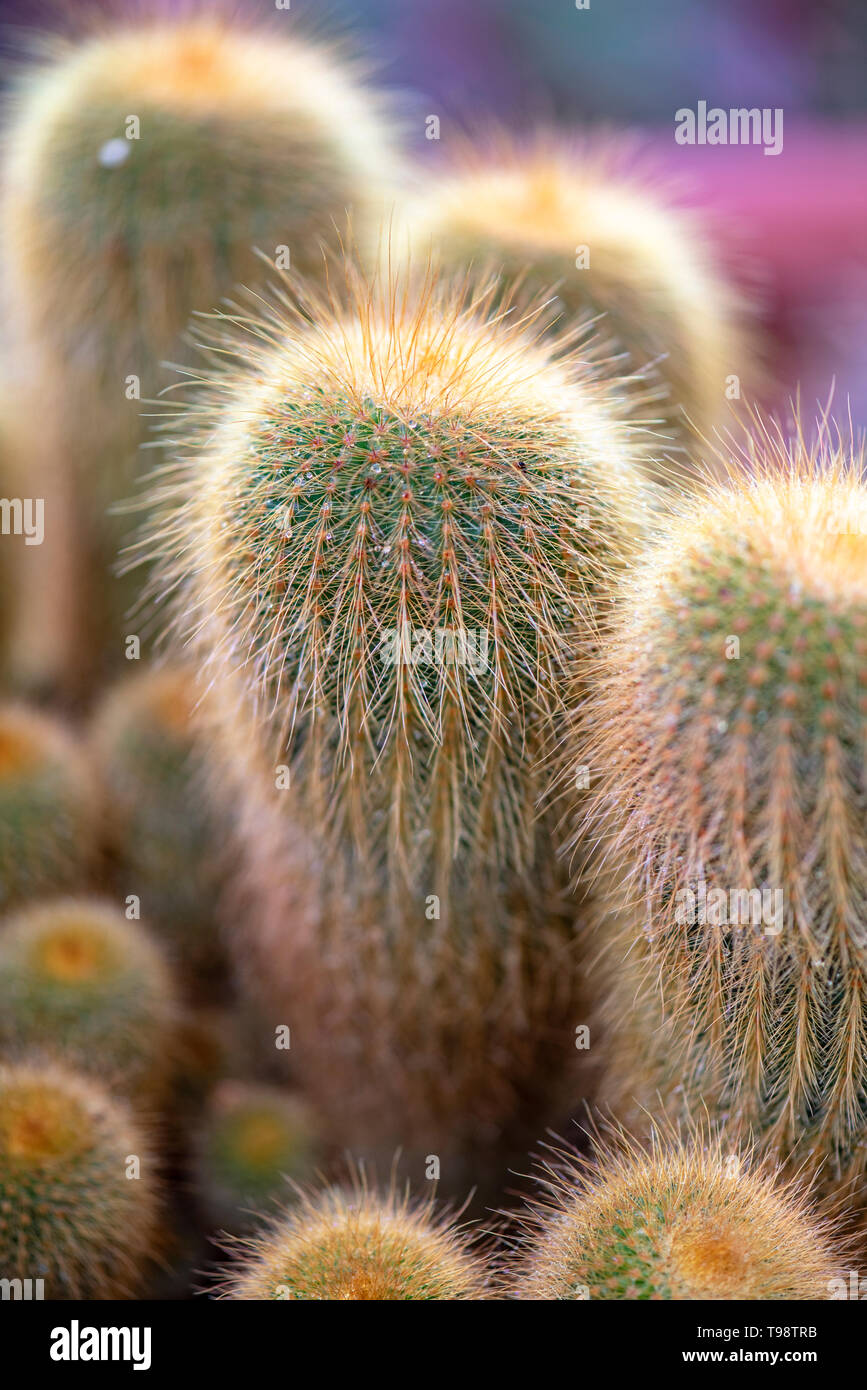 Close-up miniature Succulent Plants in a Pots at the Greenhouse Stock ...