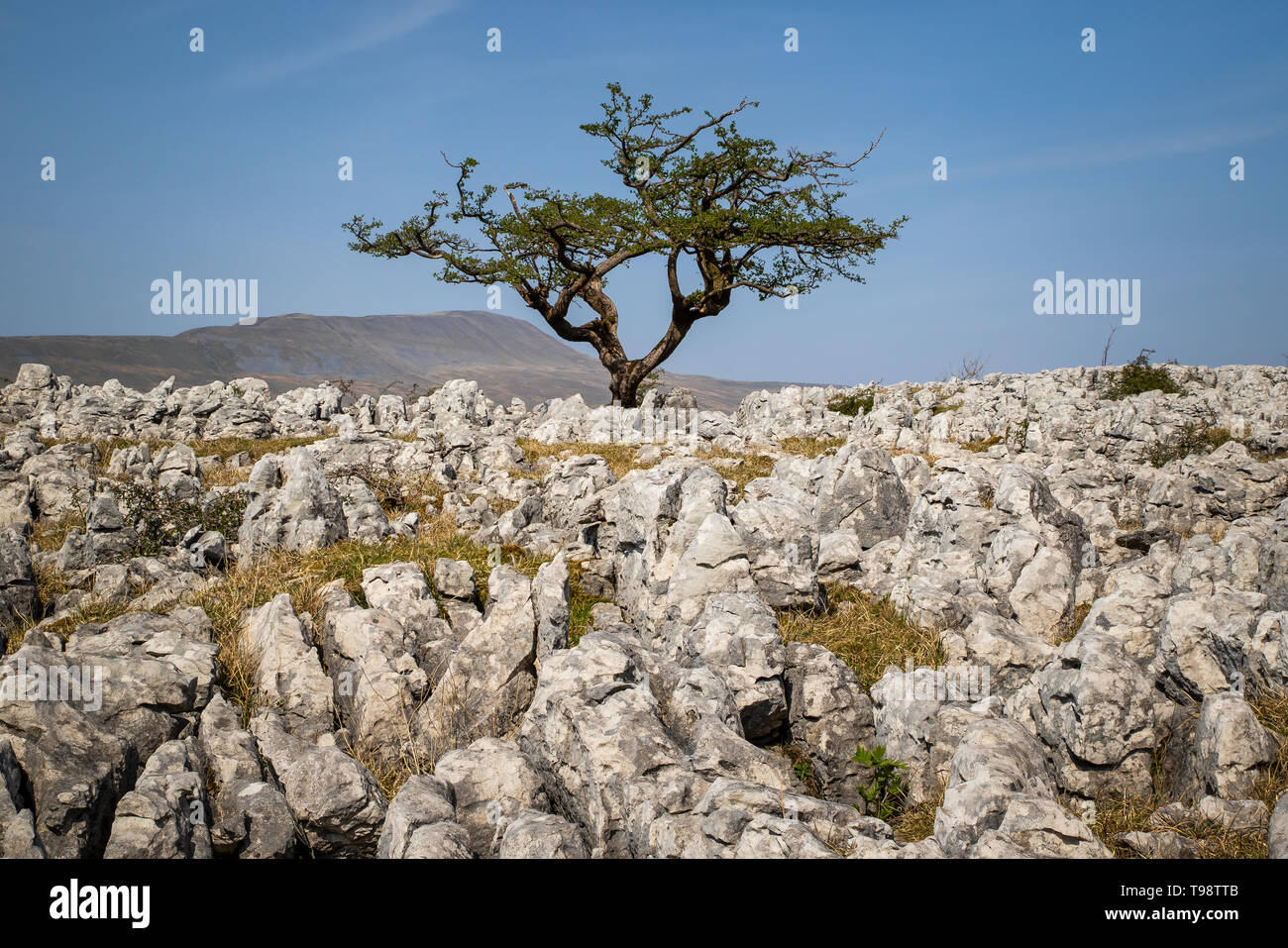 limestone pavement in the yorkshire dales UK Stock Photo - Alamy
