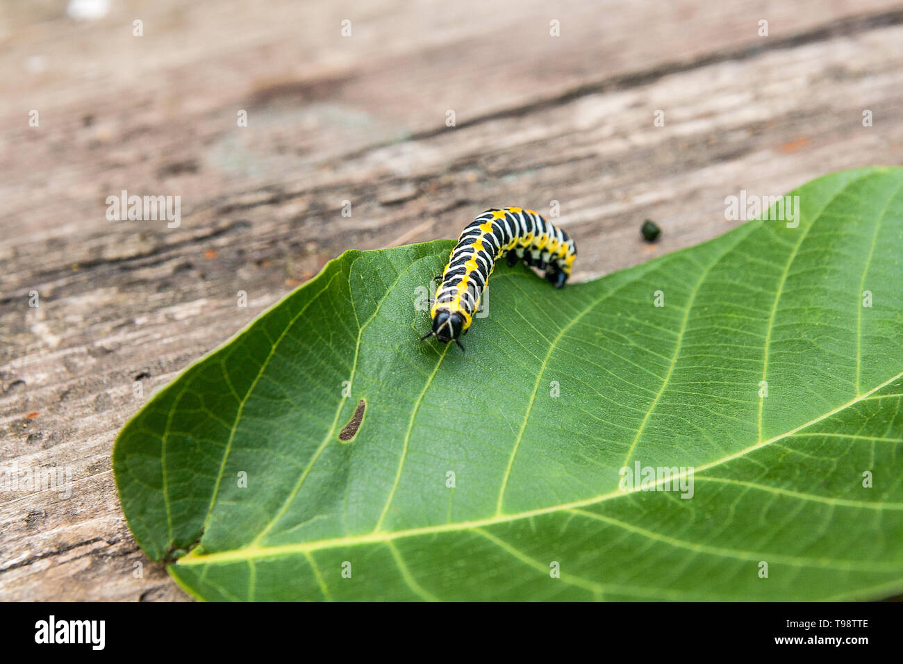 Beautiful caterpillar creeps on big green leaf. Caterpillar of the Old ...
