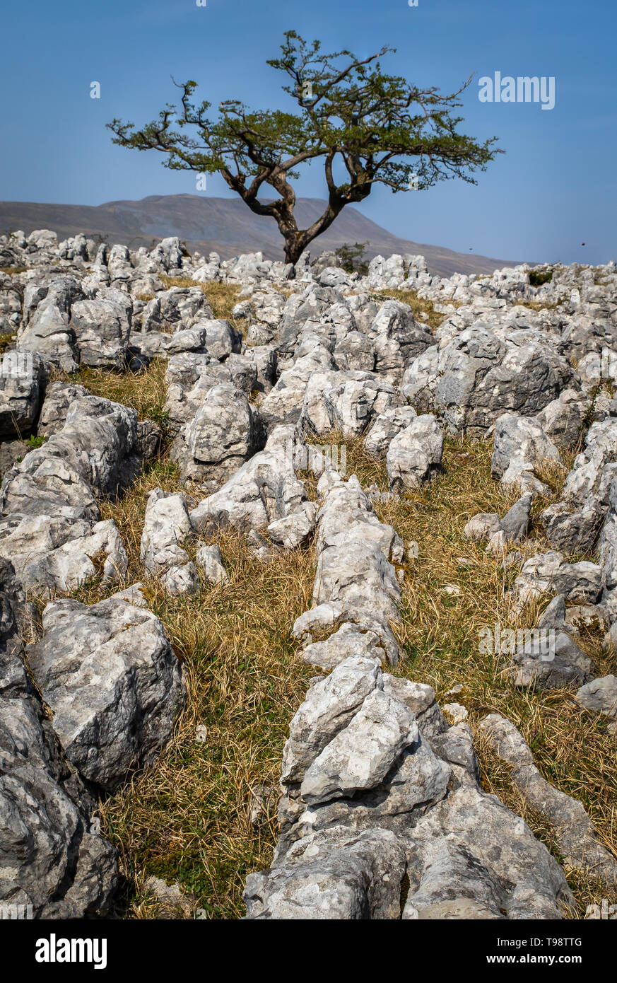 limestone pavement in the yorkshire dales UK Stock Photo - Alamy