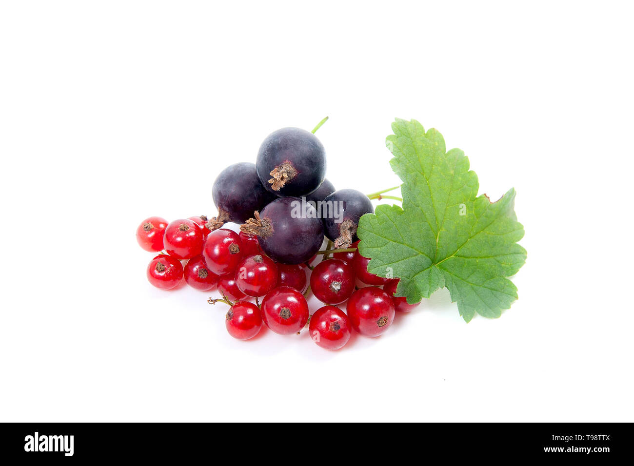 Close up view of black and red currant berry isolated on white ...