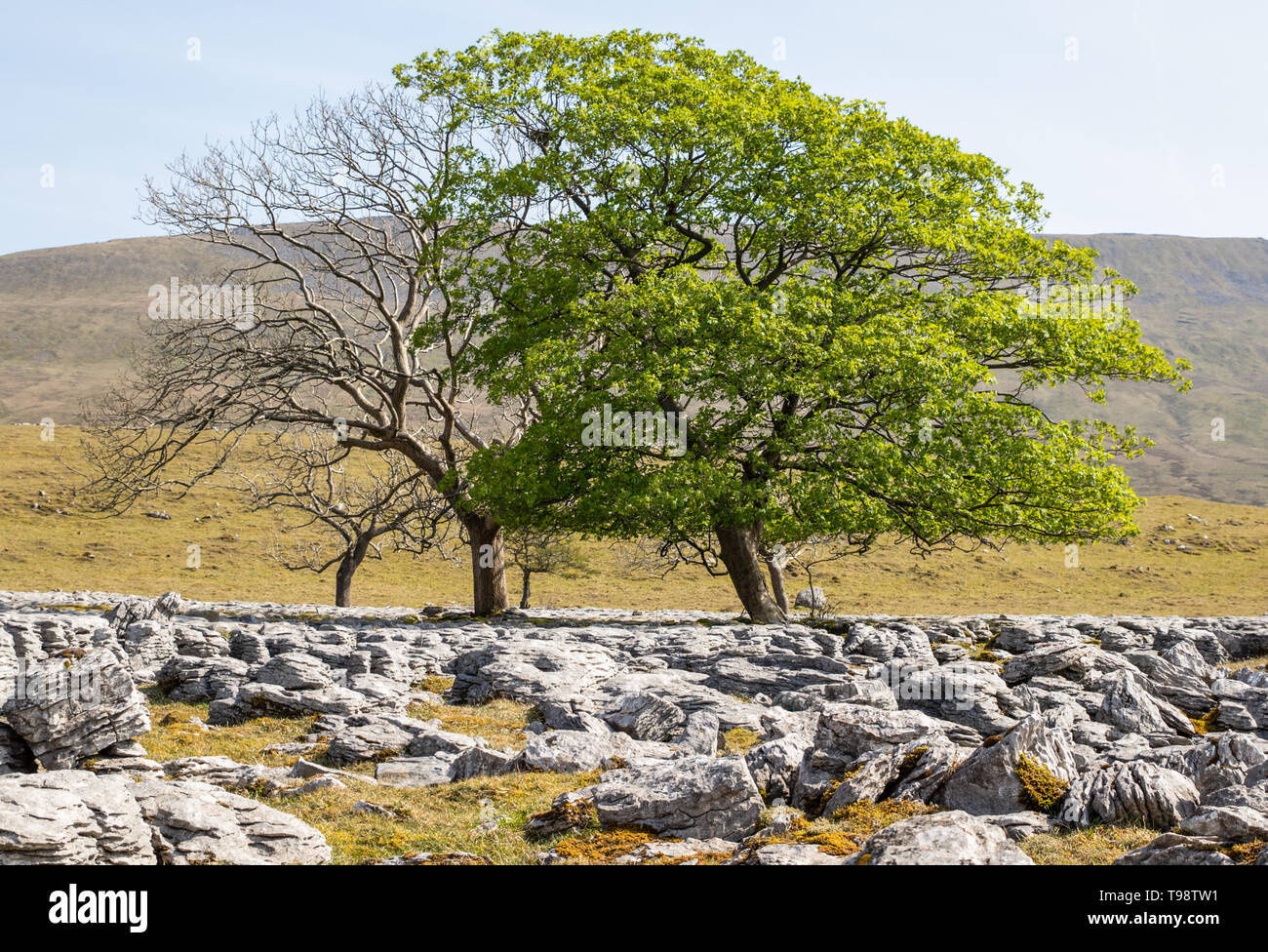 limestone pavement in the yorkshire dales UK Stock Photo - Alamy