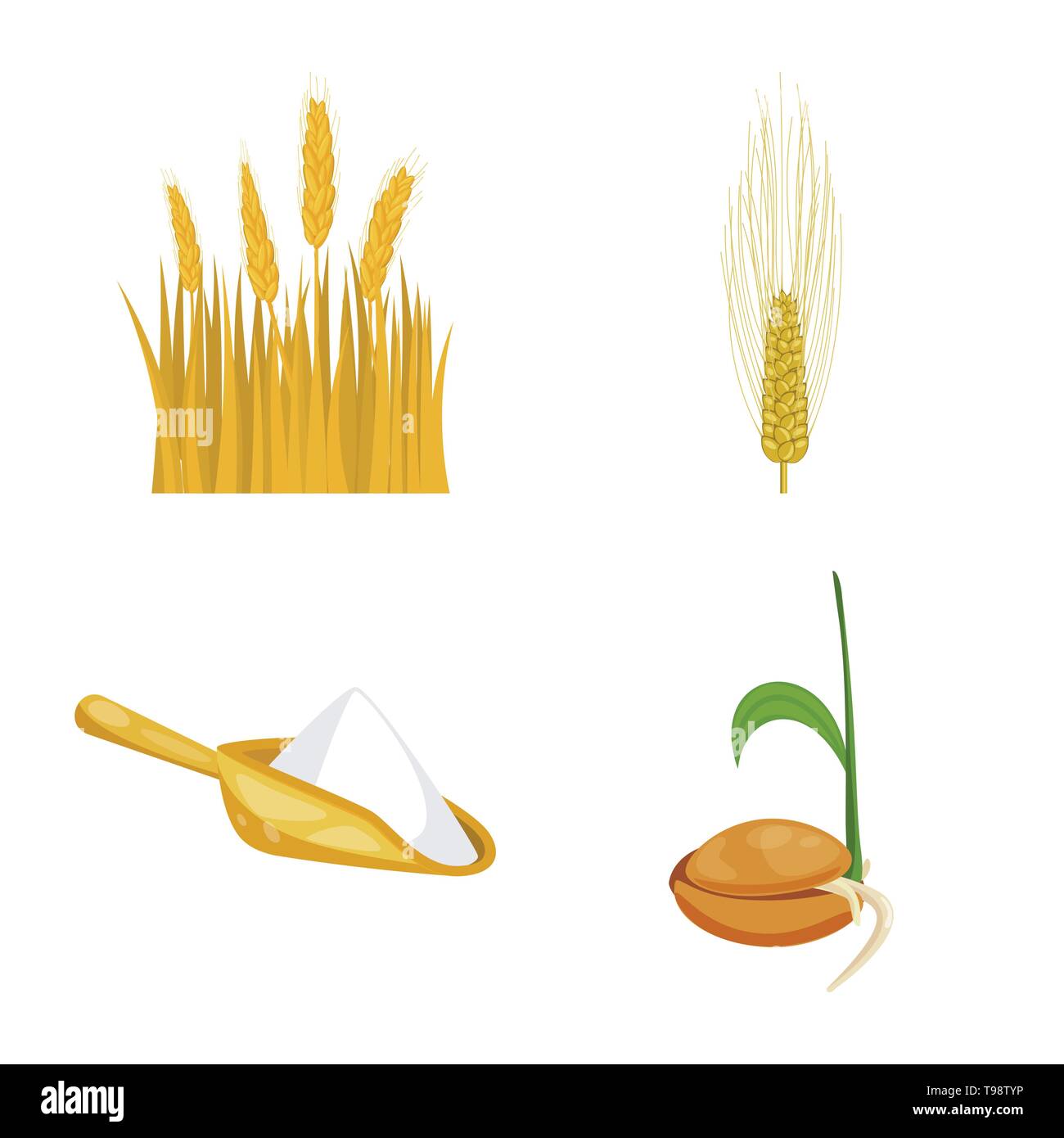 Barley Plant Vector