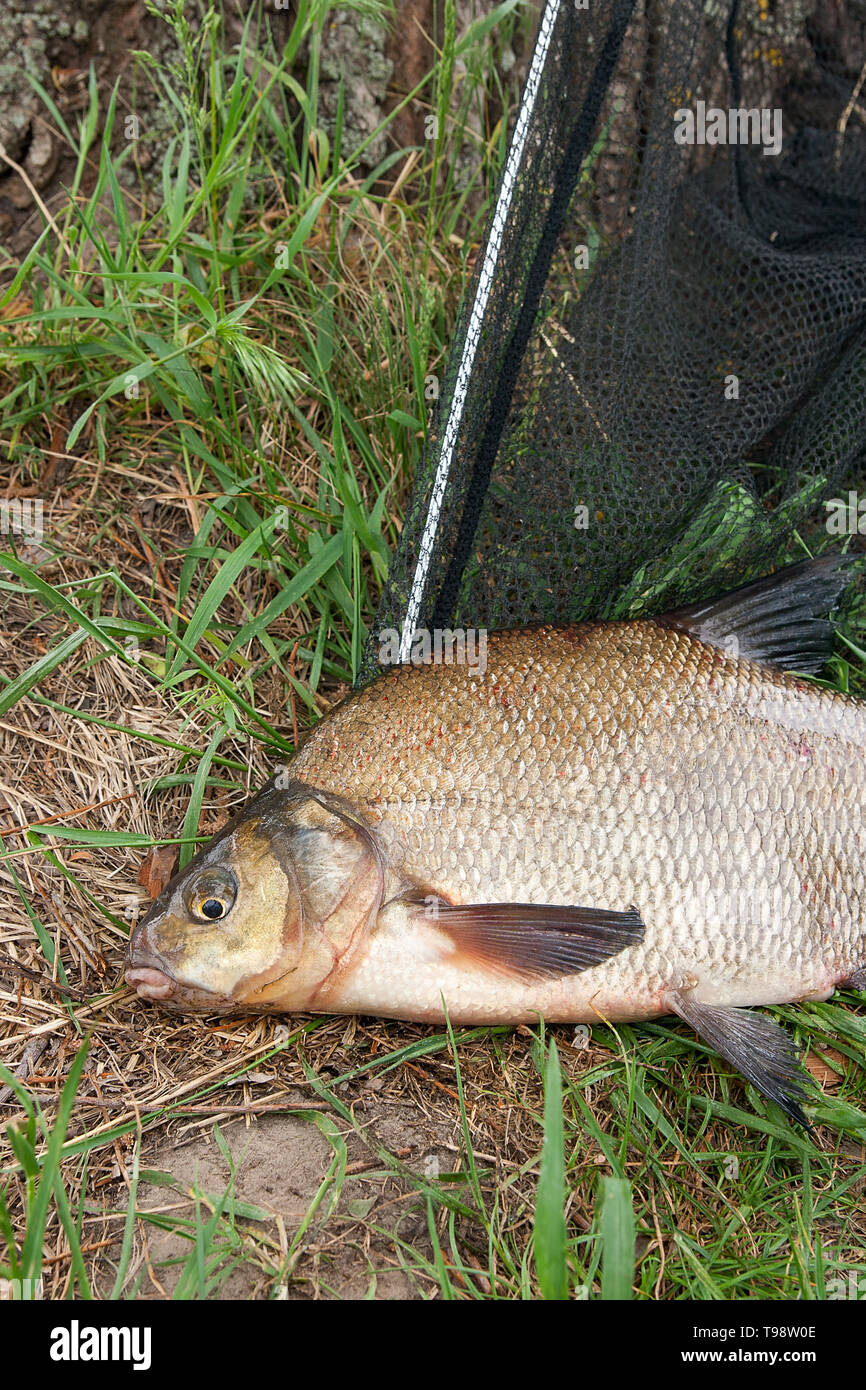 Close up view of just taken from the water freshwater common bream ...