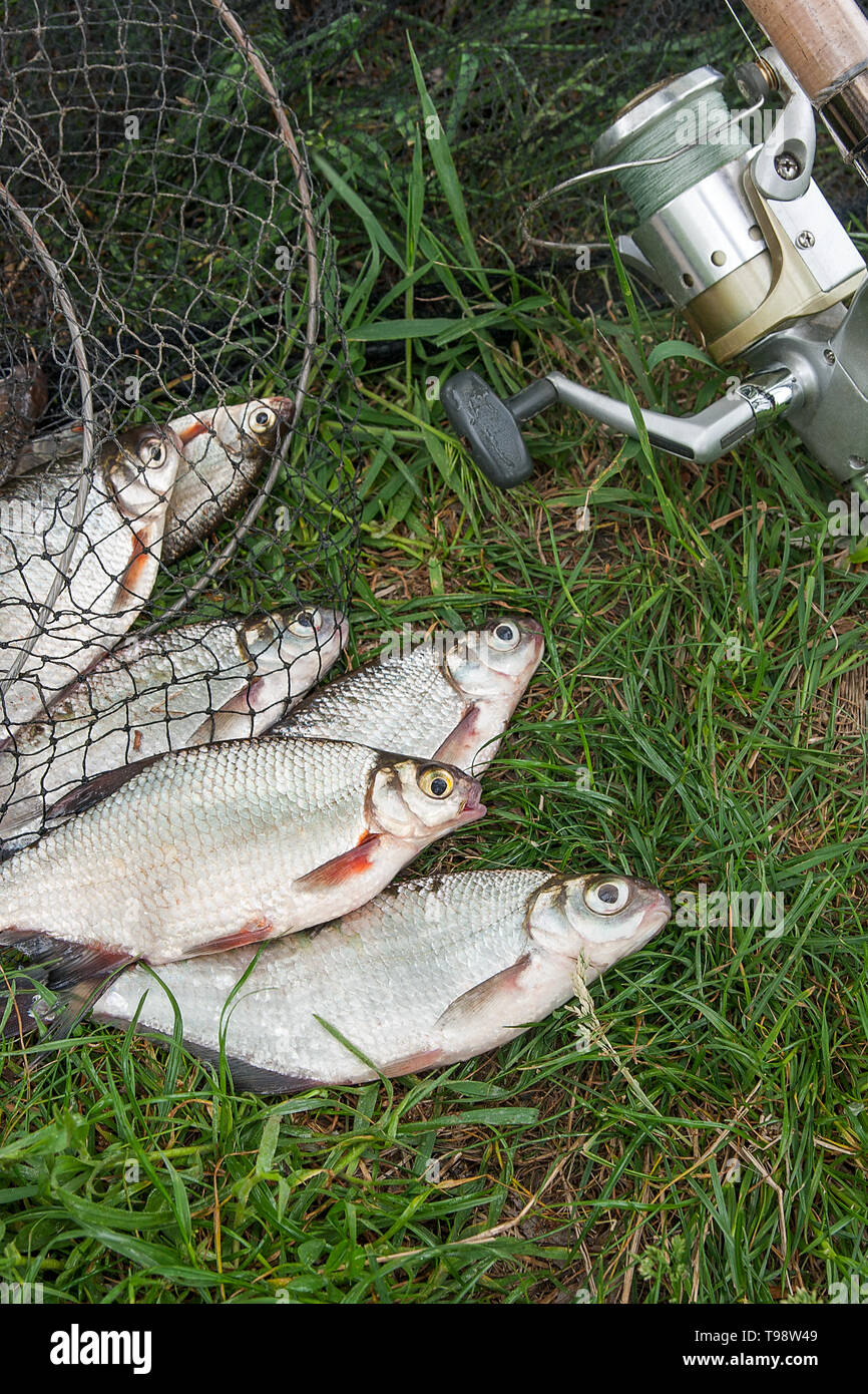 Just taken from the water freshwater fish white bream or silver fish ...