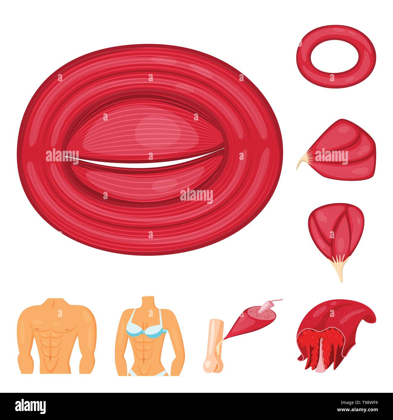 Vector illustration of muscle and cells sign. Collection of muscle and ...