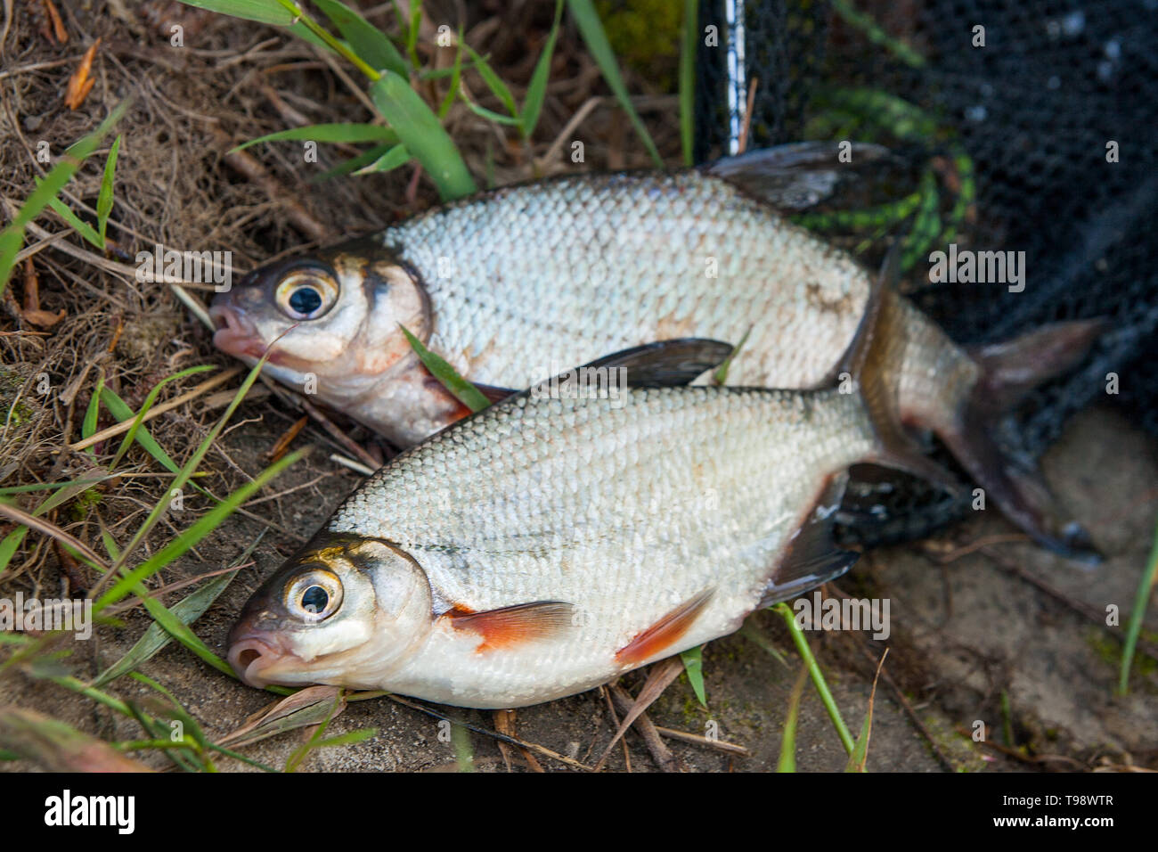 White bream blicca bjoerkna hi-res stock photography and images - Alamy