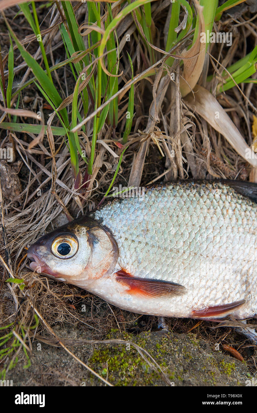 Close up view of the just taken from the water freshwater white bream ...