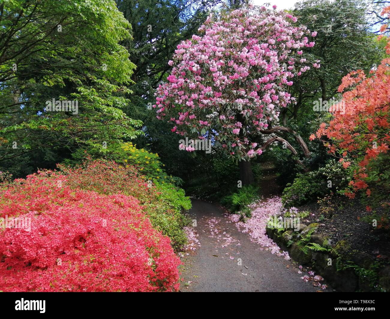 Trees and gardens summer flowers bloom hi-res stock photography and ...