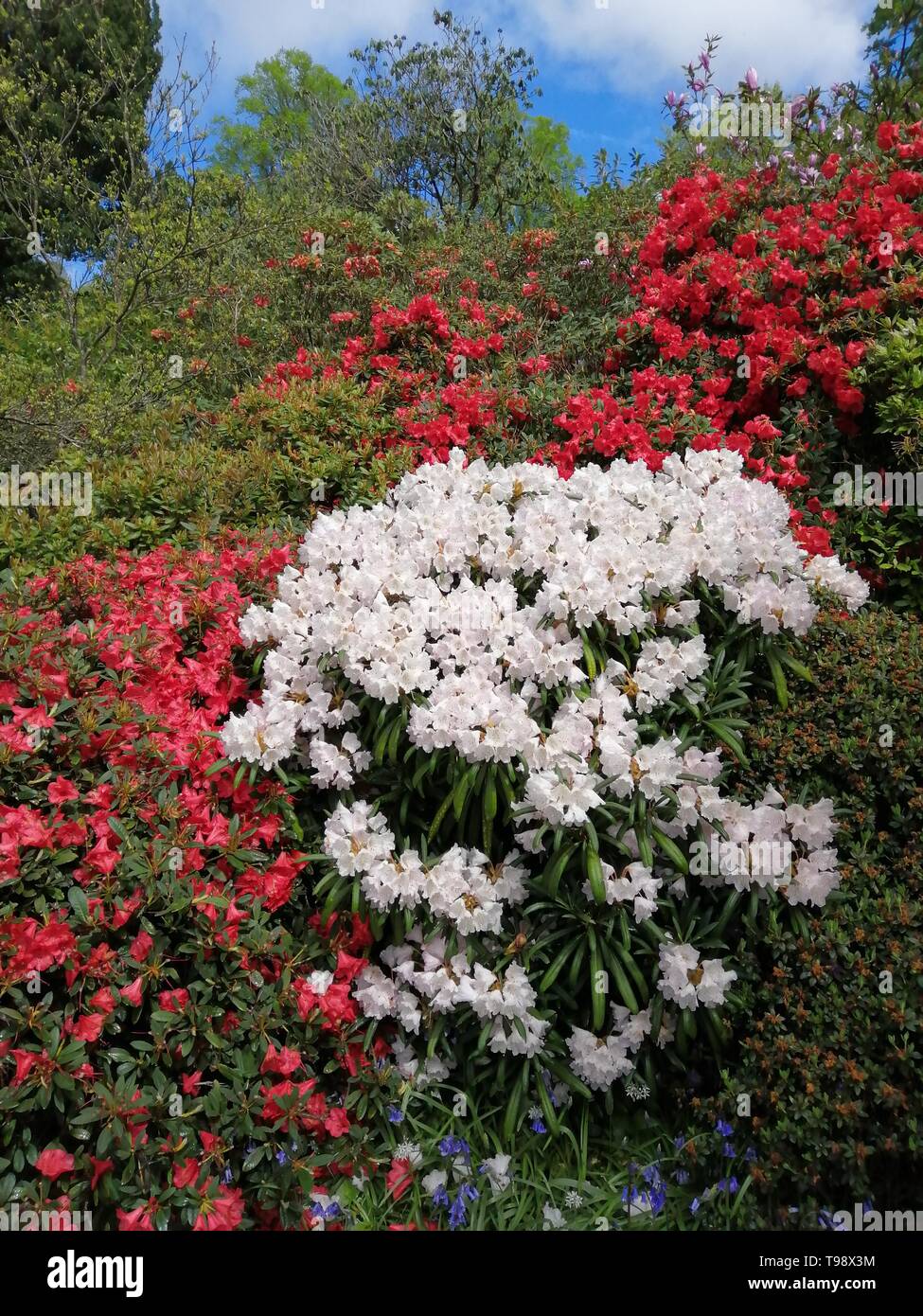 Beautiful Trees in Bloom at Bonant Gardens National Trust North Wales ...