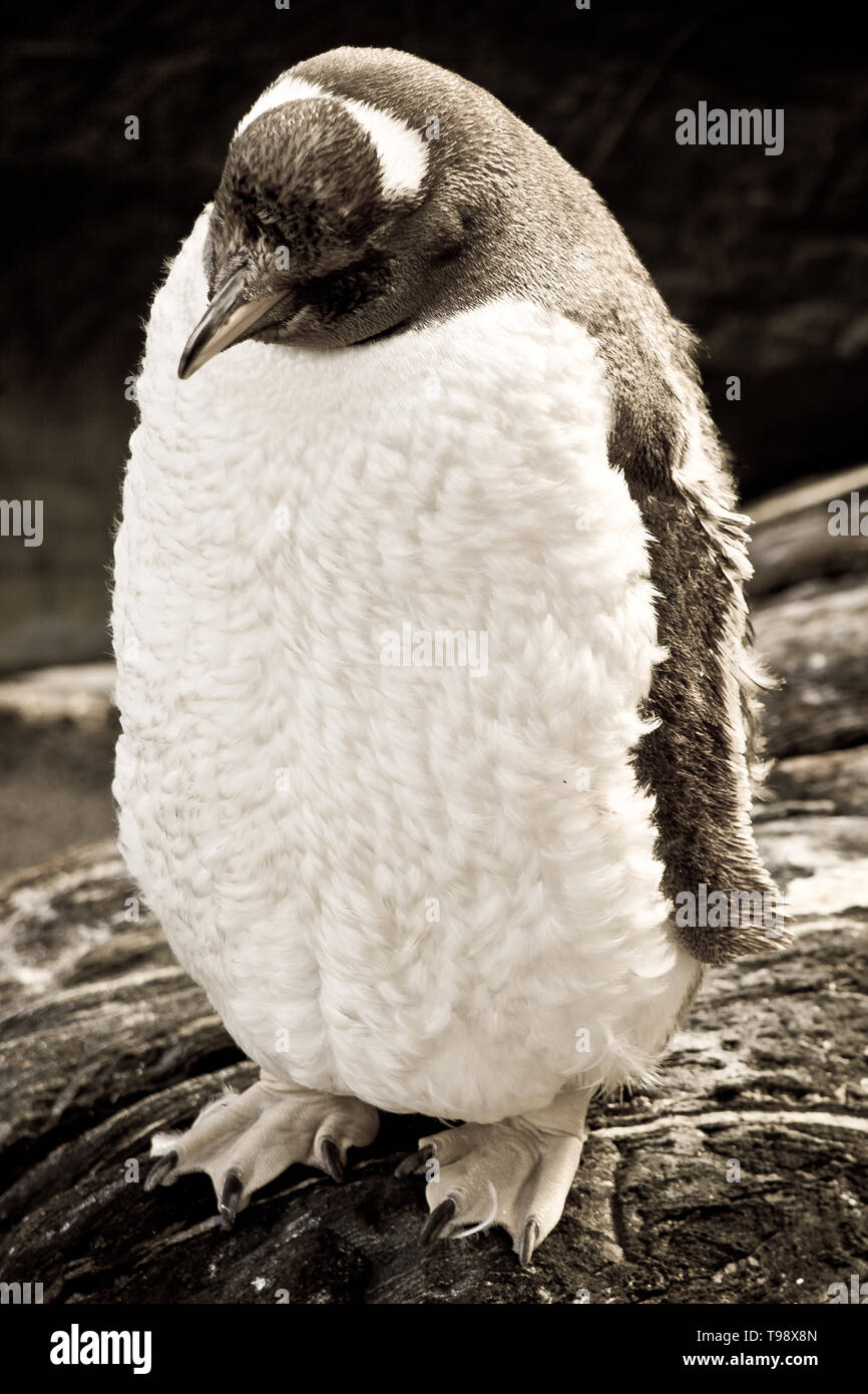 Antarctica antarctic penguin emperor penguin hi-res stock photography ...