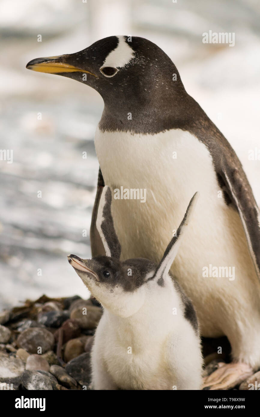 Baby emperor penguins hi-res stock photography and images - Alamy