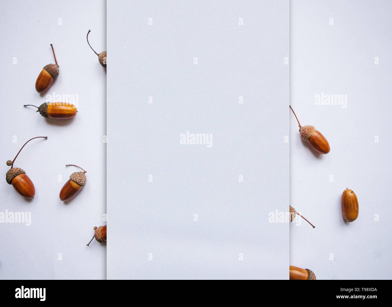 Acorns on a white background. In the middle of the empty space for text ...