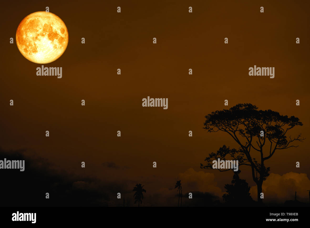 full blood moon back over silhouette tree in field on night sky ...