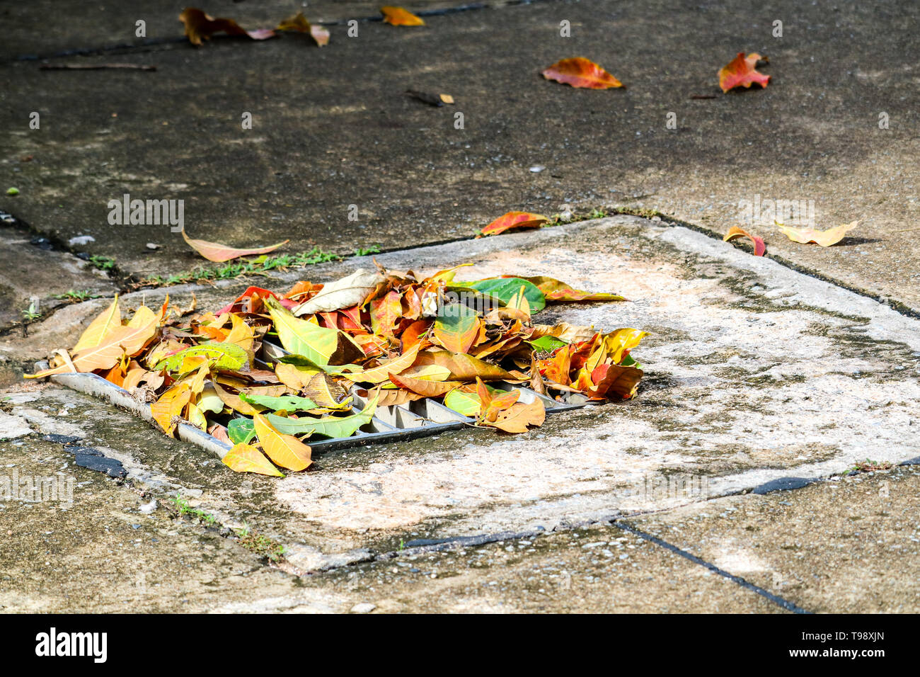 leaves has fall after heavy rain Drain the drainage area cause flooding ...