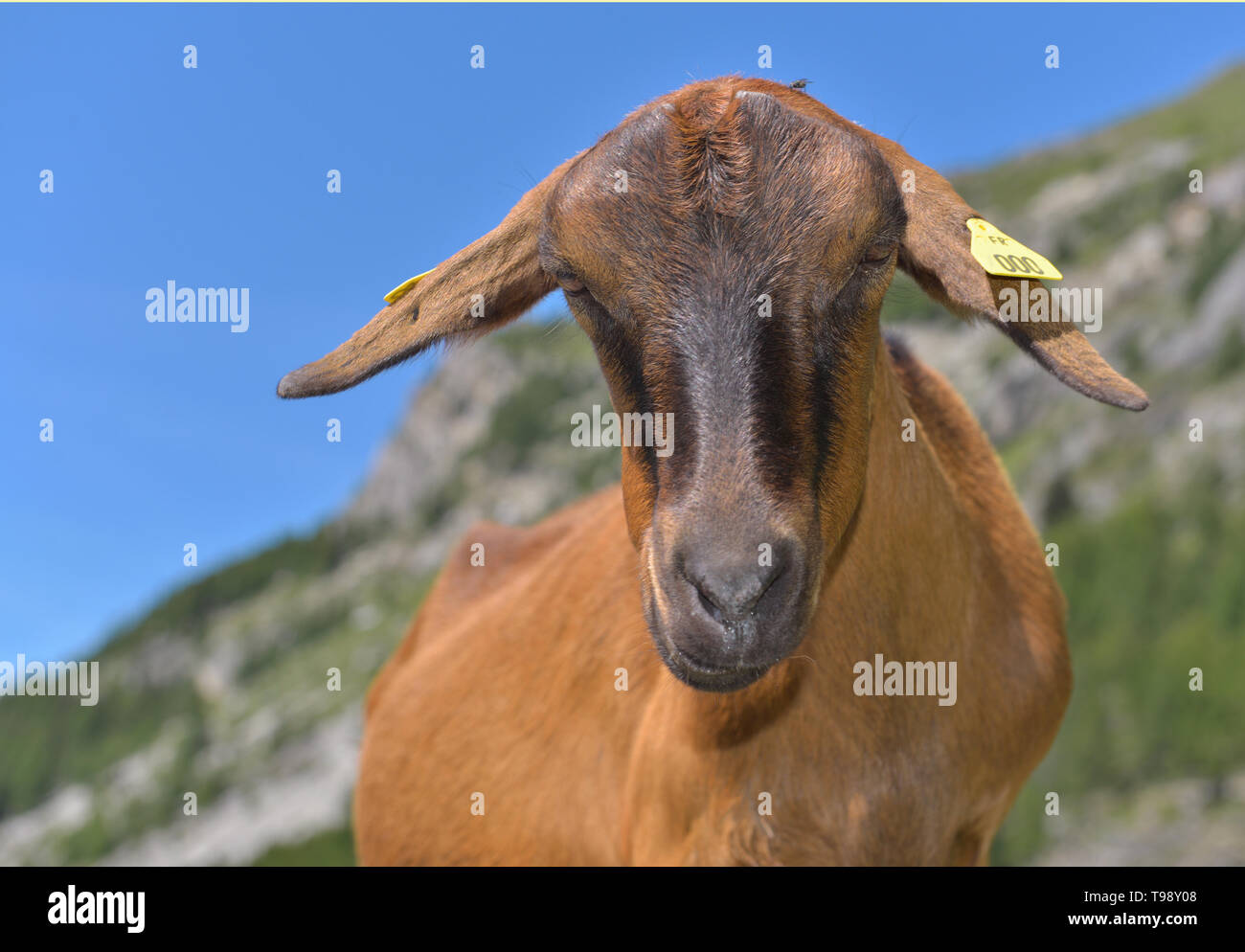 Mountain back hi-res stock photography and images - Alamy