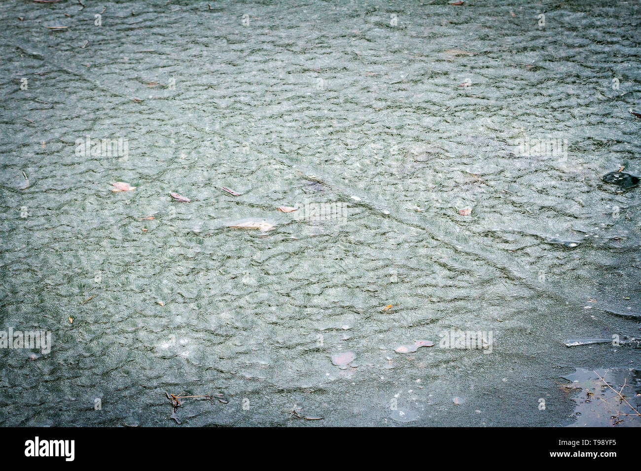 Surface of pond covered with melting ice. Last spring ice texture ...