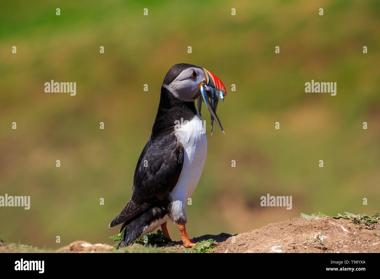 The Atlantic puffin, also known as the common puffin, is a species of ...