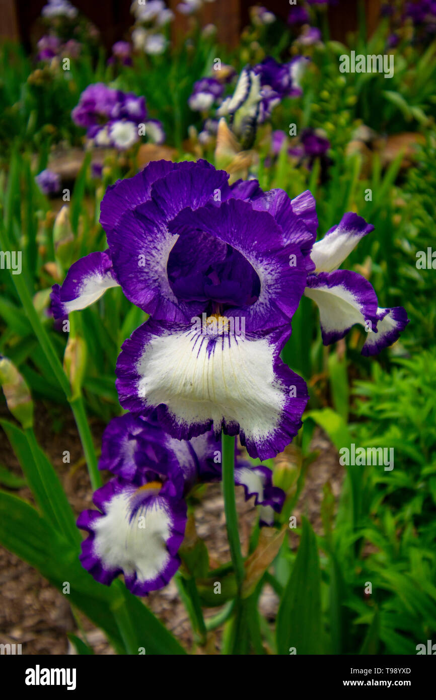 Blue purple iris hi-res stock photography and images - Alamy