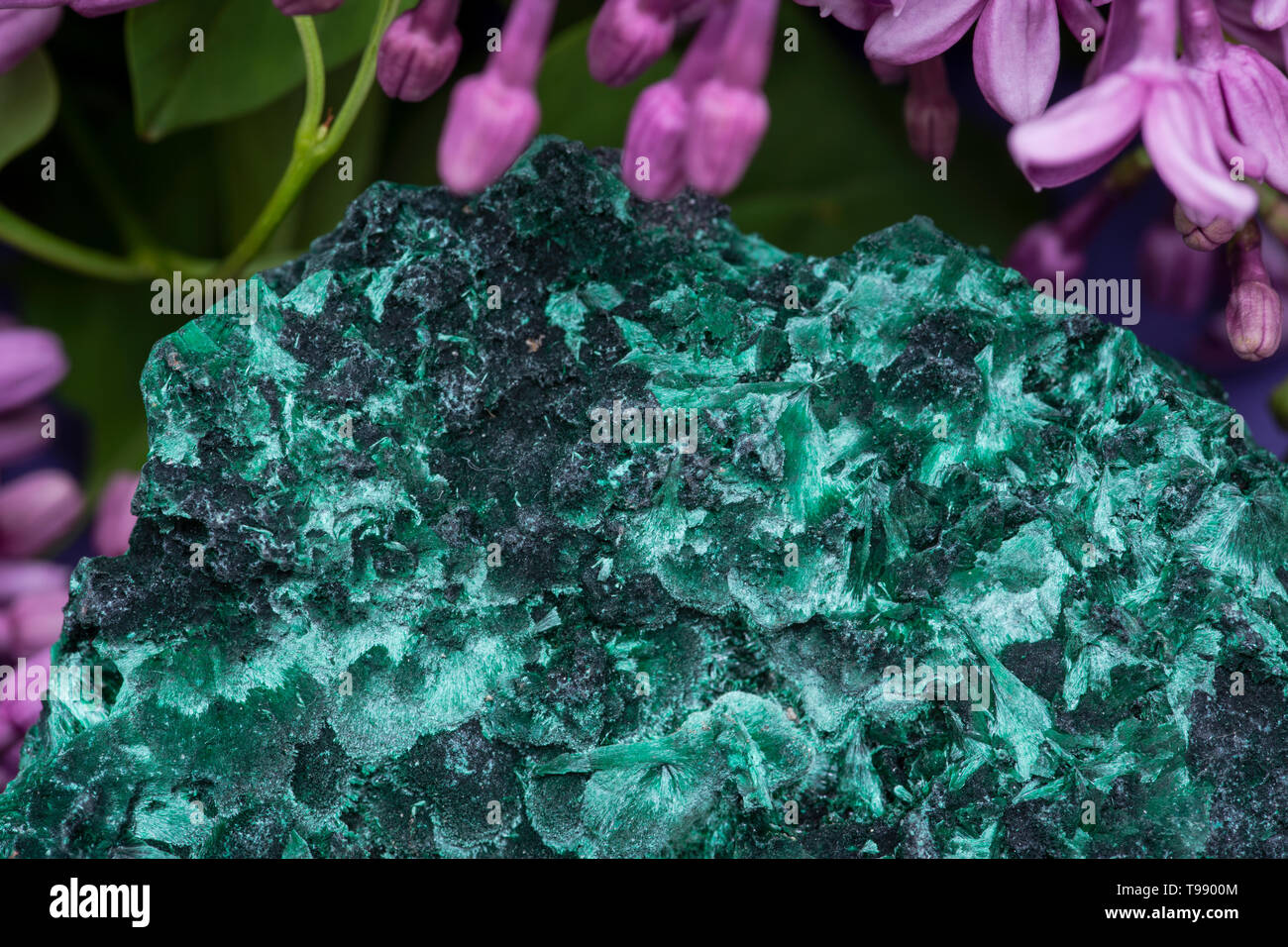 Dark green fibrous Malachite cluster from Shaba Province, Zaire ...