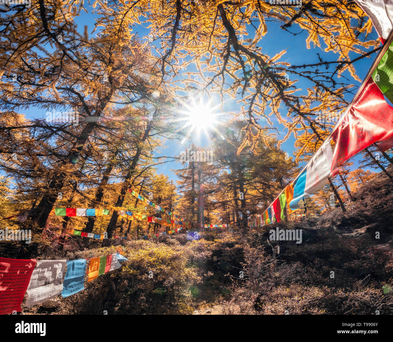 Sunlight shining in golden pine forest with colorful flags prayer ...